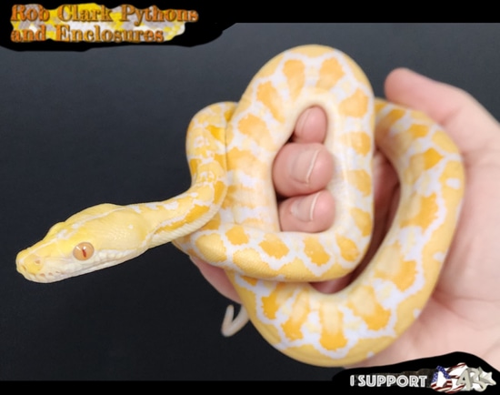 2023 Male Albino Poss Het Ocelot Reticulated Python by Rob Clark Pythons