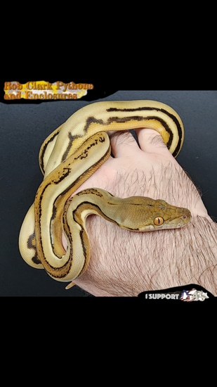 Female Sunfire Velvet (Genetic Stripe Tiger) Poss Het Albino ...