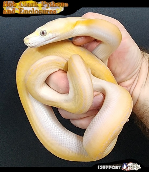 2023 Female Purple Motley Sunfire Tiger Reticulated Python by Rob Clark Pythons