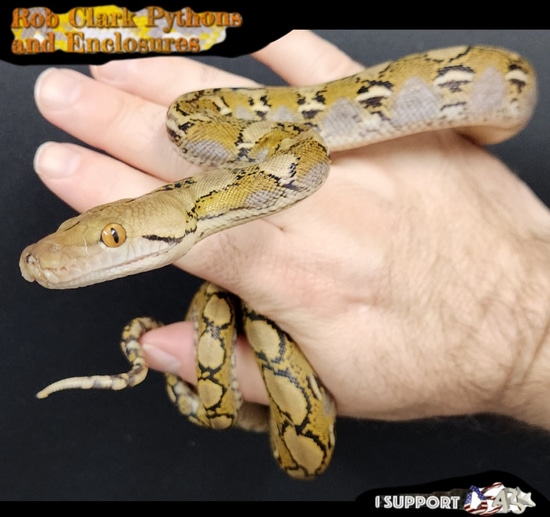 Female Platinum Het Hypo Poss Het Albino Reticulated Python by Rob ...