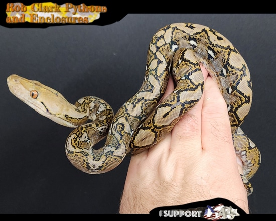 2023 Female Normal Het Anery Poss Het Caramel Pied 16.25% Dwarf ...