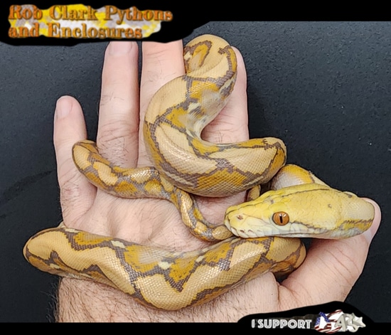 2023 Female Orangeglow Retic Reticulated Python by Rob Clark Pythons