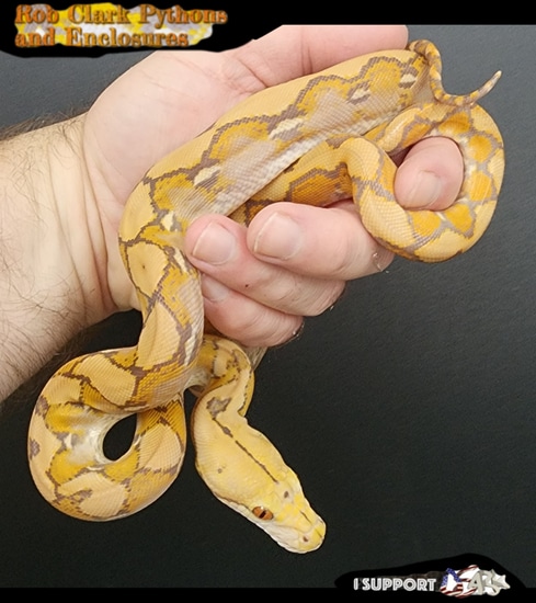 2023 Female Orangeglow Retic Reticulated Python by Rob Clark Pythons