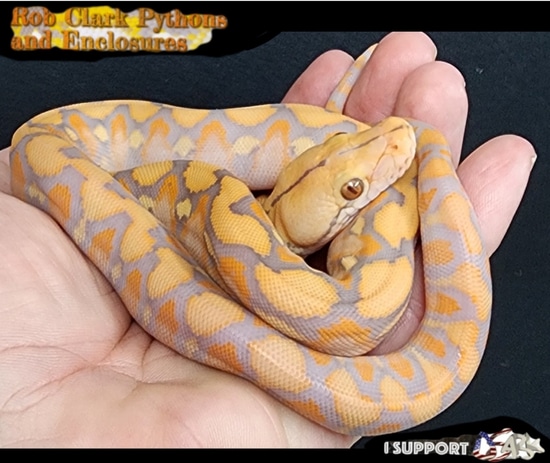 Purple Albino Female Retic Reticulated Python by Rob Clark Pythons