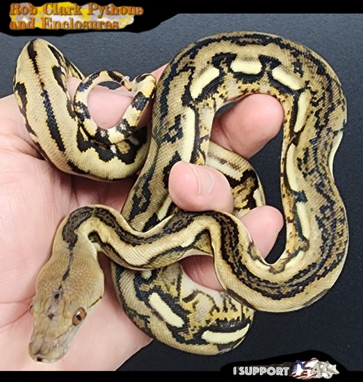 2024 Female Tiger DBL Het Albino Or Mocha Anthrax Reticulated Python by Rob Clark Pythons