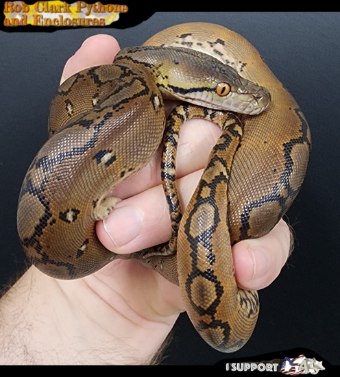 2024 Female Tribal Het Albino/Caramel Reticulated Python by Rob Clark ...