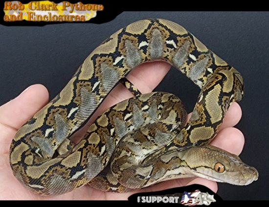 Male 12.5% Jampea Dwarf Het Renick's Ghost Reticulated Python by Rob ...