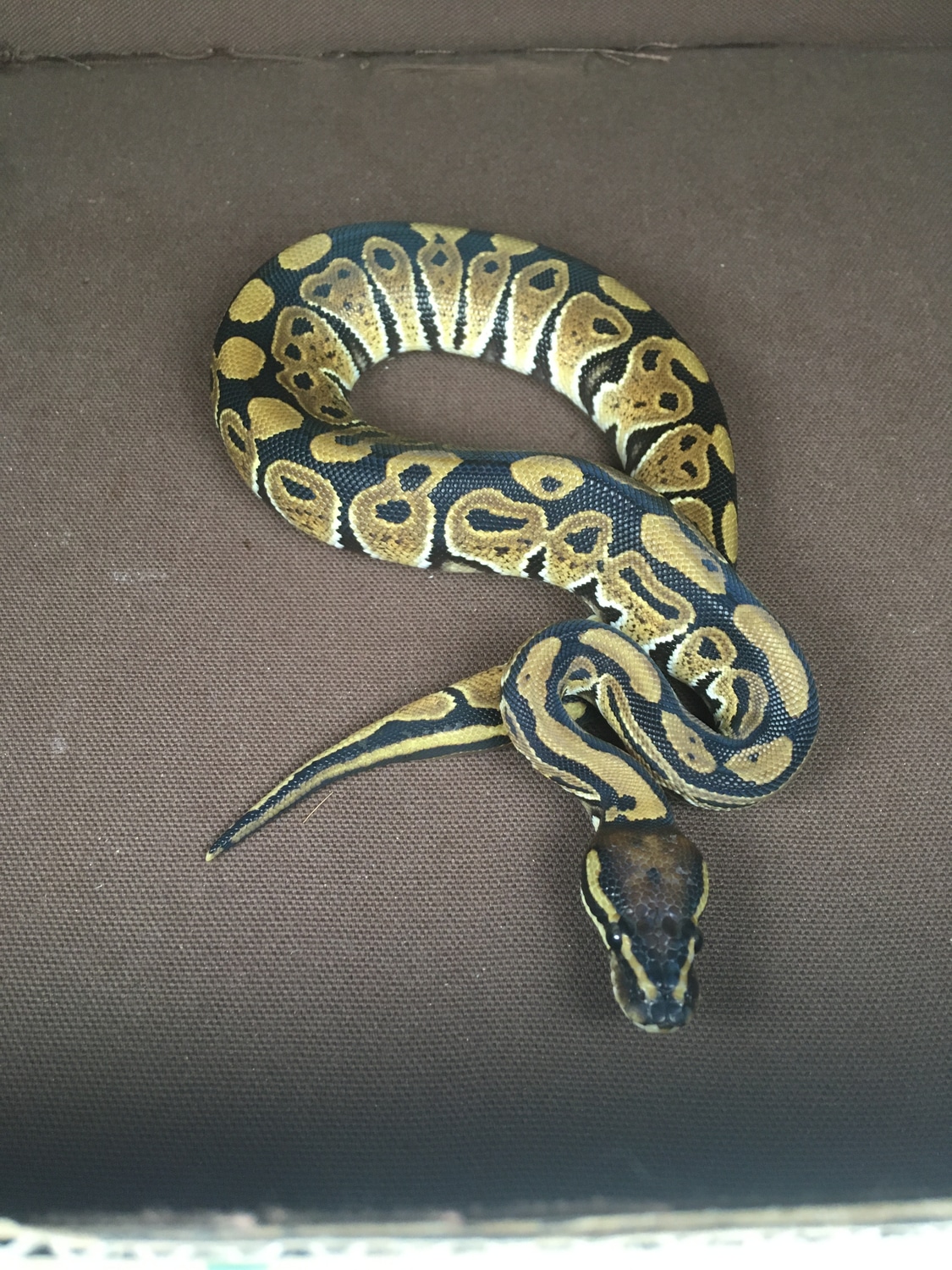 Normal Pos Het Clown Ball Python by K.L.R. pythons - MorphMarket