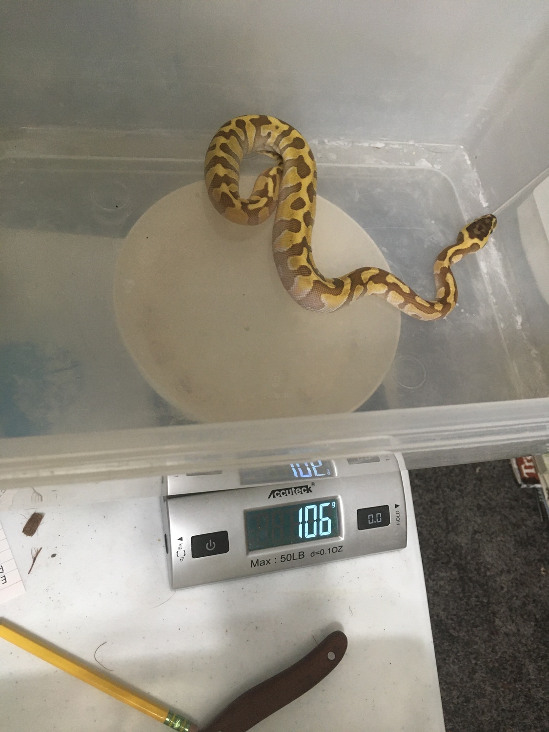 Super Enchi, Lesser Pos Het Clown Ball Python by K.L.R. pythons ...