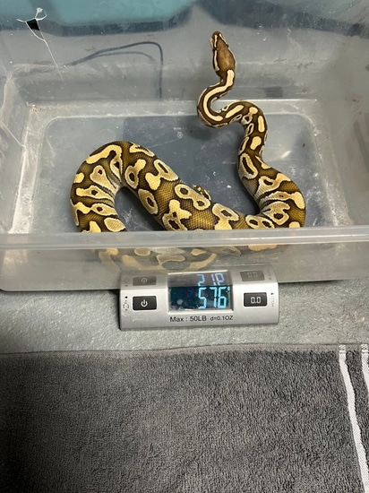Lesser Pos Het Clown Ball Python by K.L.R. pythons