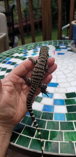 Black And White Tegu (Salvator Merianae) High White Argentine Tegus by ...