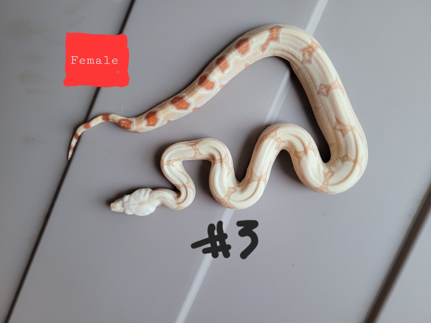 Albino Red Tail Boa 300 With Free Shipping Boa Constrictor by ...