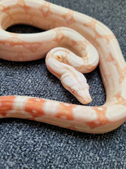 Albino Red Tail Boa Boa Constrictor by Rdgreptiles