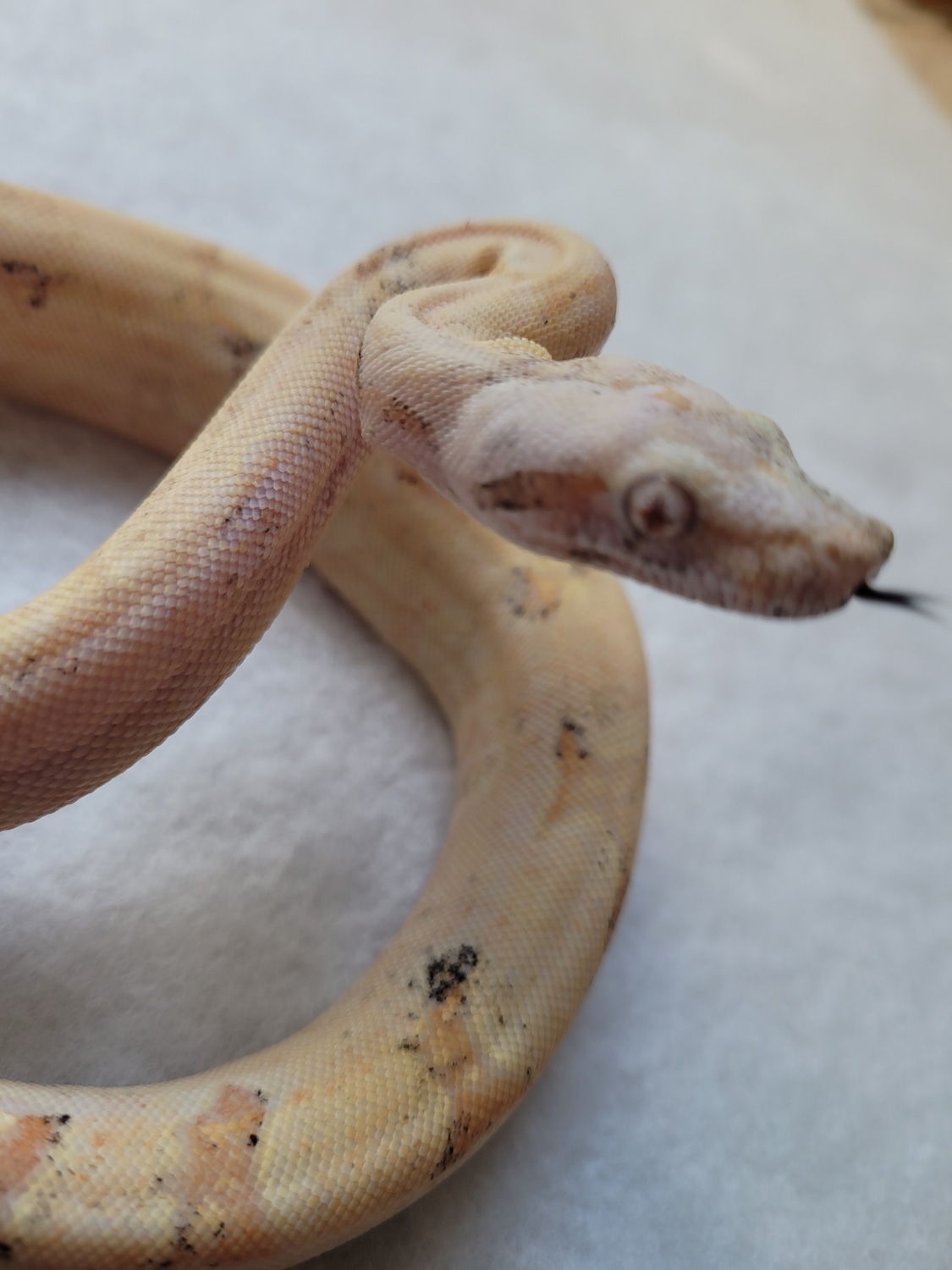 Albino Paradox Red Tail Boa Male Other Boa by Rdgreptiles - MorphMarket