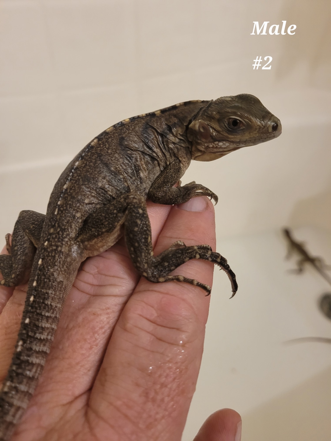 Hybrid Blue Rock Iguana Hatchling Male Other Iguana by Rdgreptiles ...