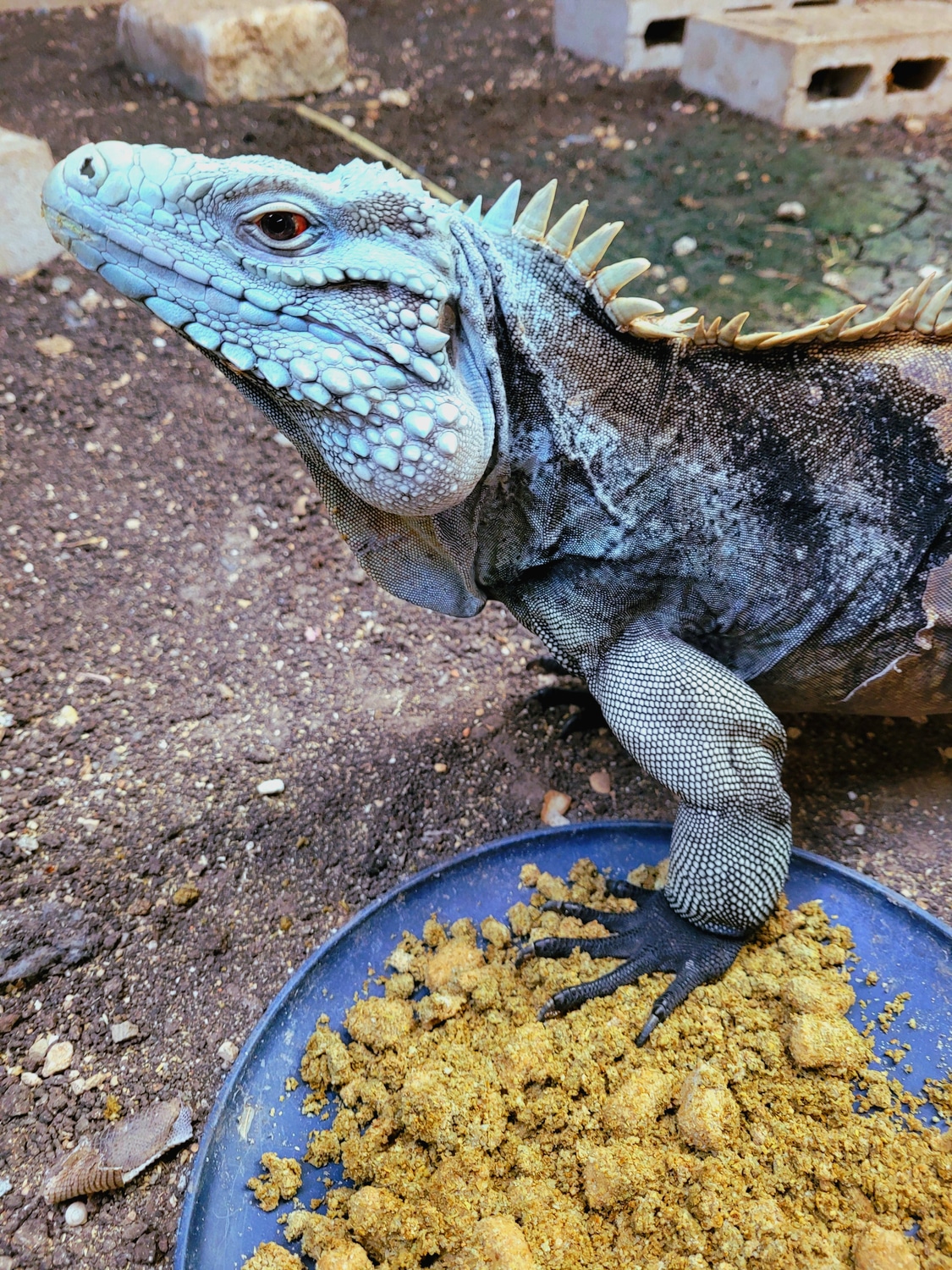 Hybrid Blue Rock Hatchling Female Other Iguana by Rdgreptiles - MorphMarket