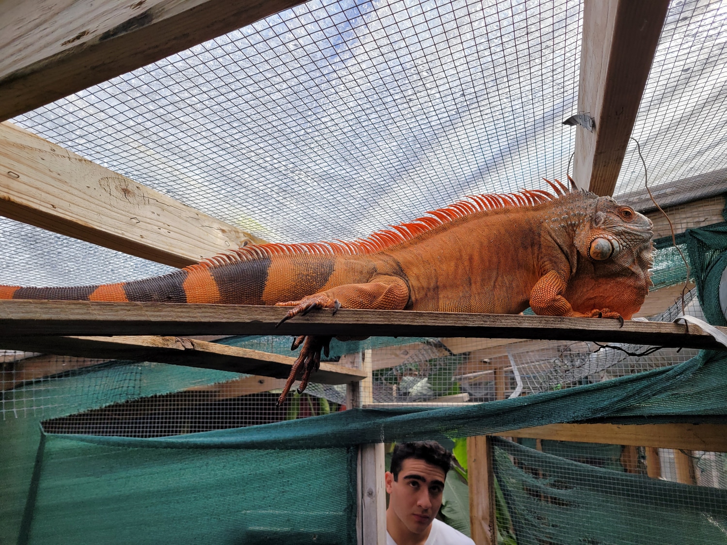 Super Red Iguana Hatchlings Other Iguana by Rdgreptiles - MorphMarket