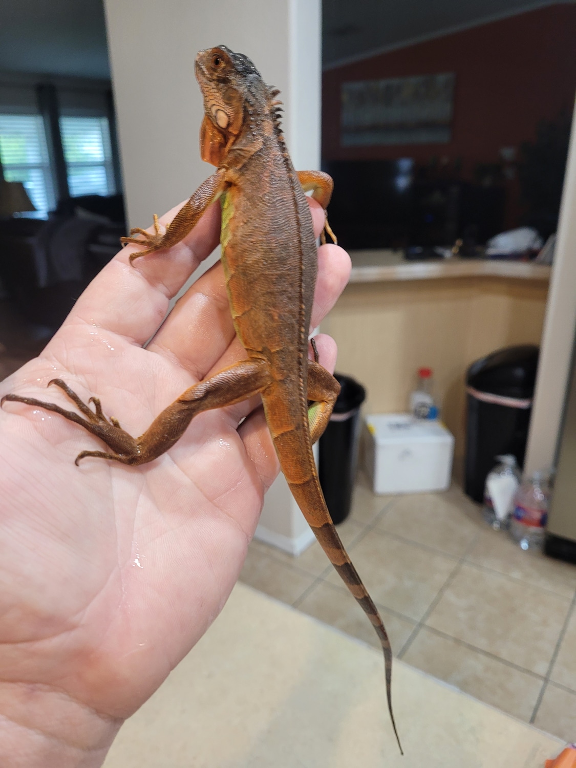 Super Red Iguana Hatchlings Green Iguana by Rdgreptiles - MorphMarket