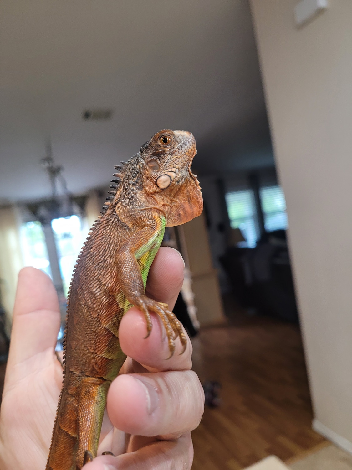 Super Red Iguana Green Iguana by Rdgreptiles - MorphMarket