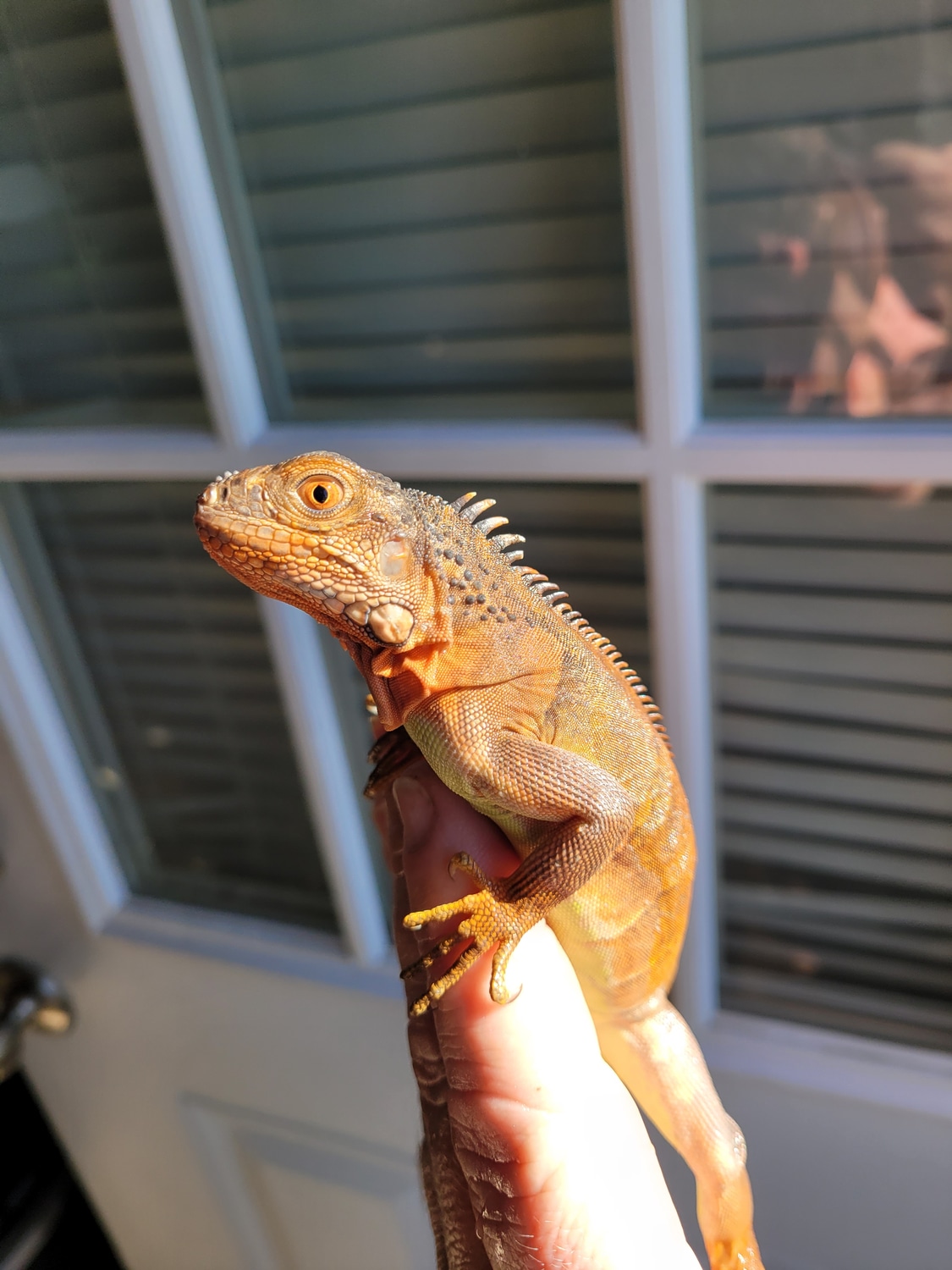 Super Red Iguana Green Iguana by Rdgreptiles - MorphMarket