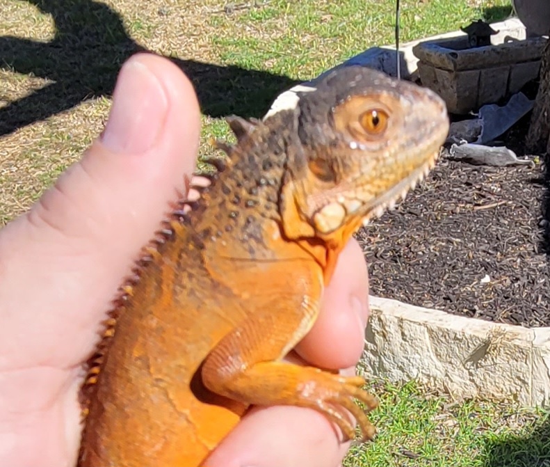 Super Red Green Iguana by Rdgreptiles - MorphMarket