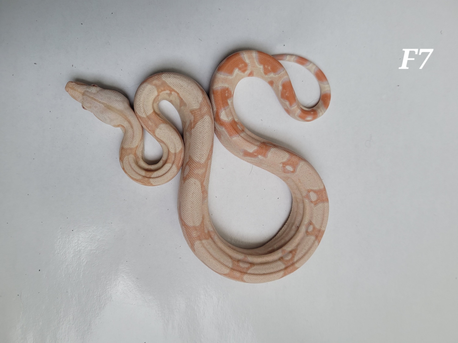 Kahl Albino Boa Constrictor by Rdgreptiles - MorphMarket