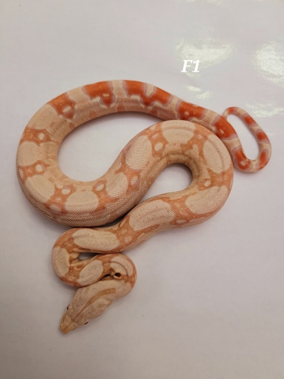 BCI Kahl Albino Boa Constrictor by Rdgreptiles