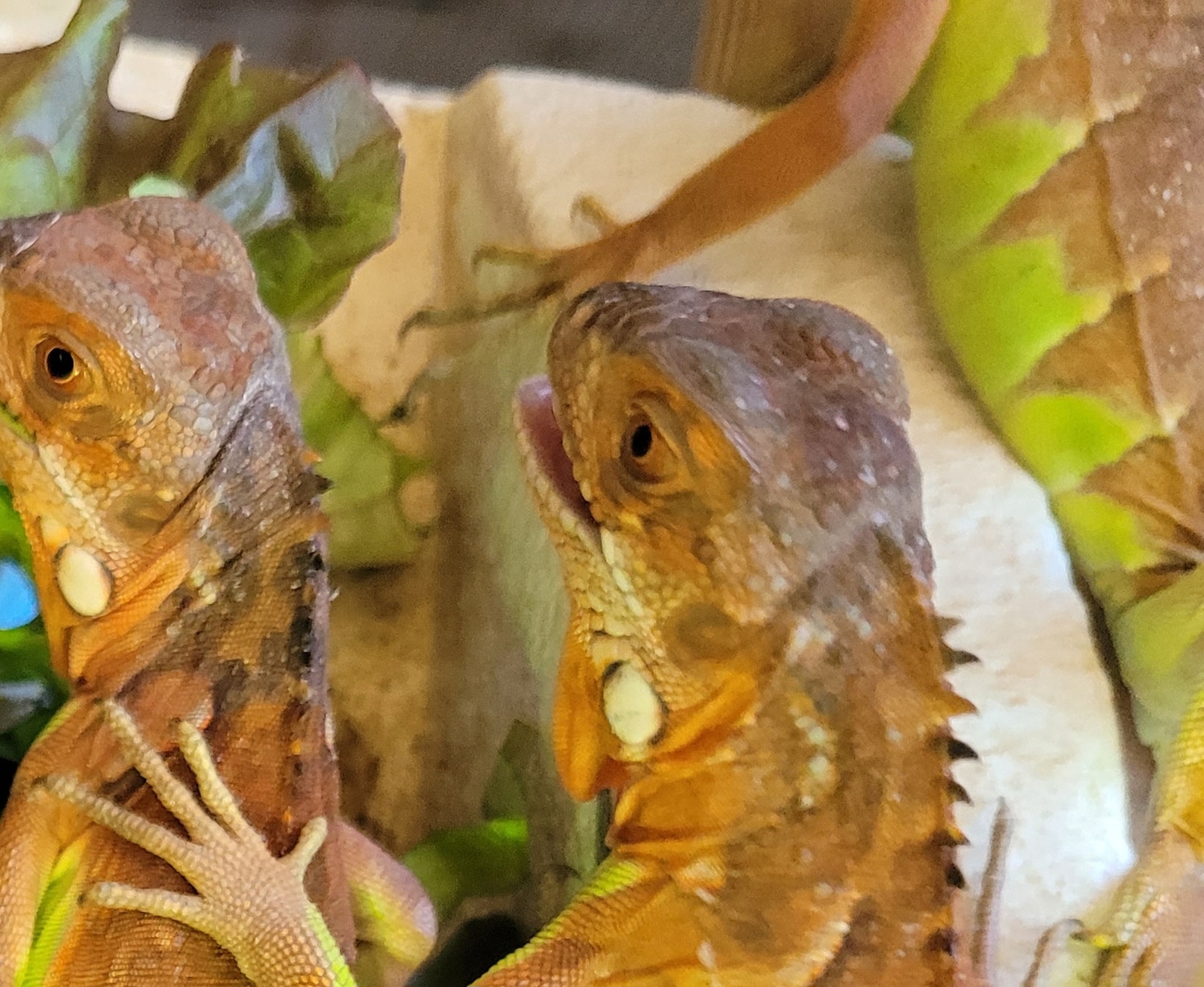 Super Red Iguana Hatchlings Green Iguana by Rdgreptiles - MorphMarket