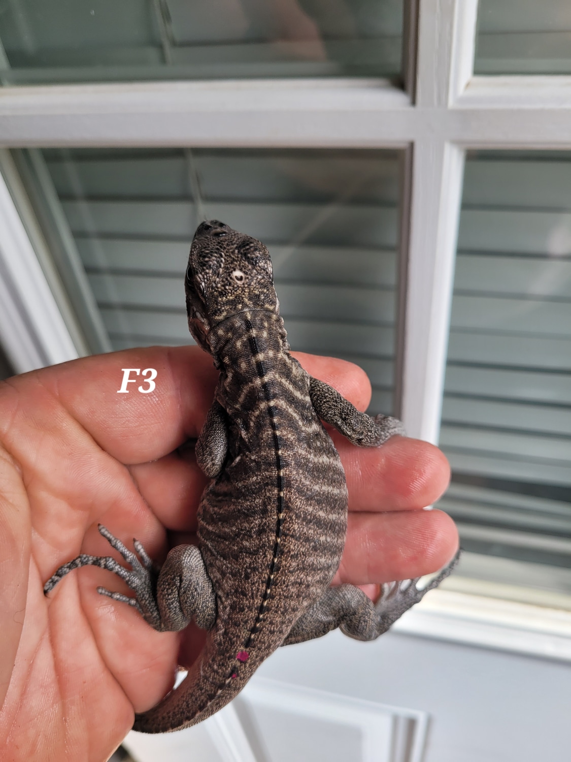 Multi Horn Blue Spine Rhino Iguana Other Iguana by Rdgreptiles ...