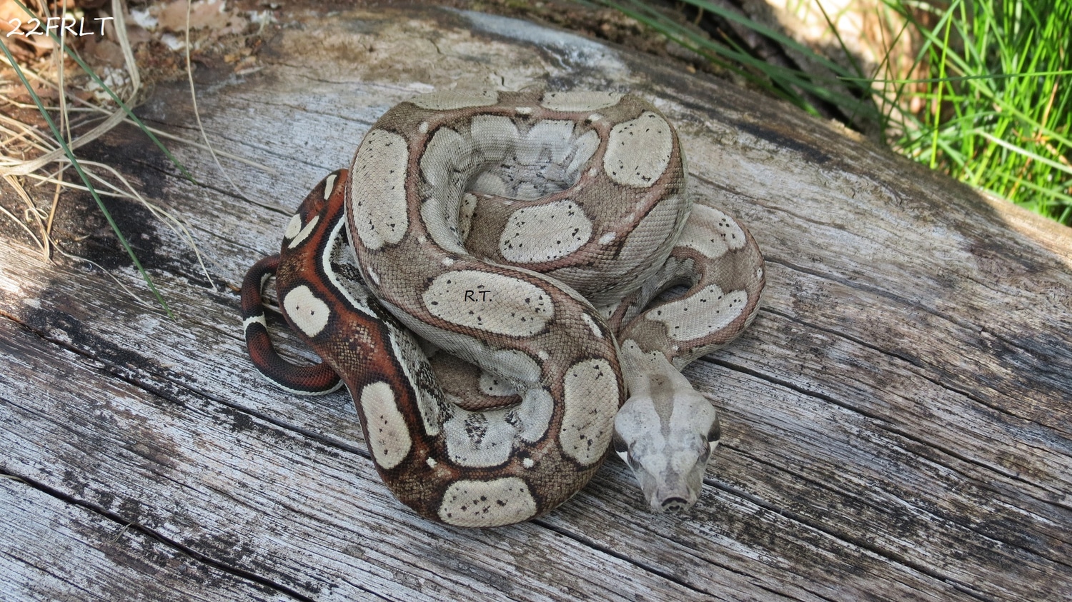 Roswell Laddertail (22FRLT) Boa Constrictor by Robert Telążka - MorphMarket