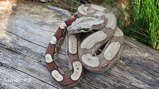 Roswell Laddertail (22M2RLT) Boa Constrictor by Robert Telążka