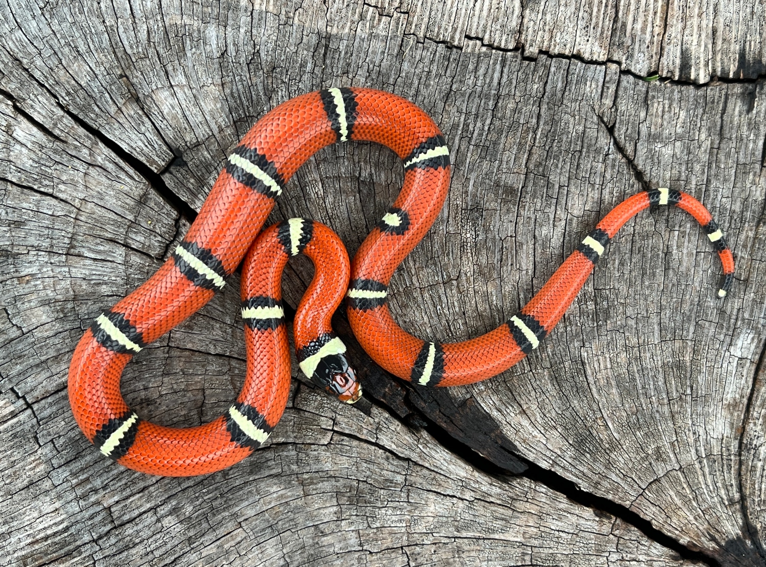 Cosala Locality Sinaloan Milk Snake by R.Edwards locality colubrids and ...