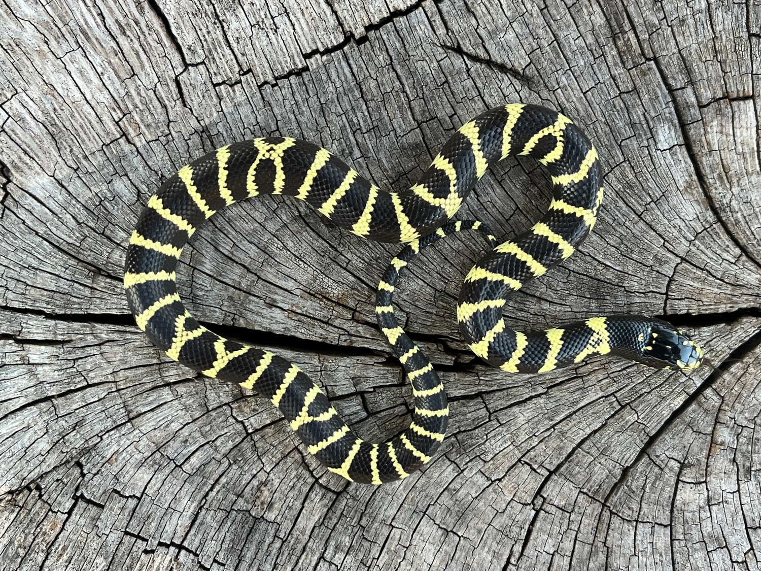 Wilcox Kings Desert Kingsnake by R.Edwards locality colubrids and ...