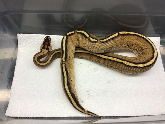Paint Ball Python by Zains BallPythons