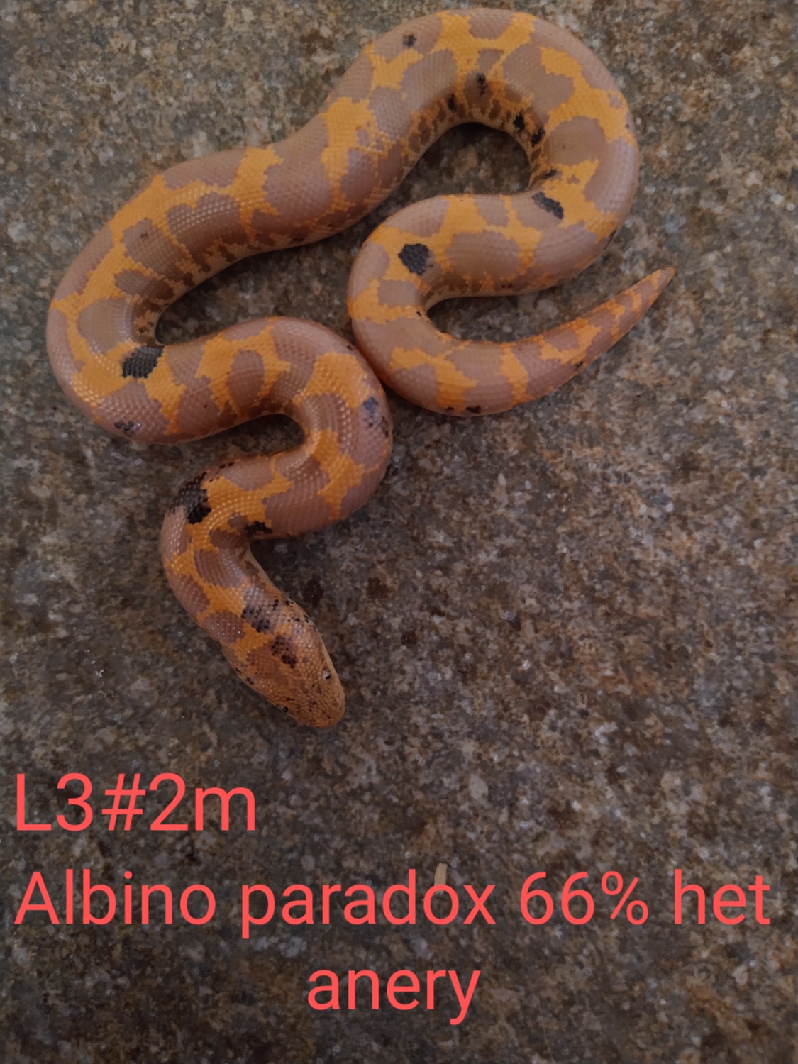 Albino Paradox 66% Het Anery Kenyan Sand Boa by SoCal Kenyans - MorphMarket