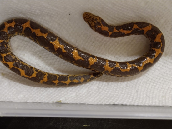 Normal Het Snow Kenyan Sand Boa by SoCal Kenyans