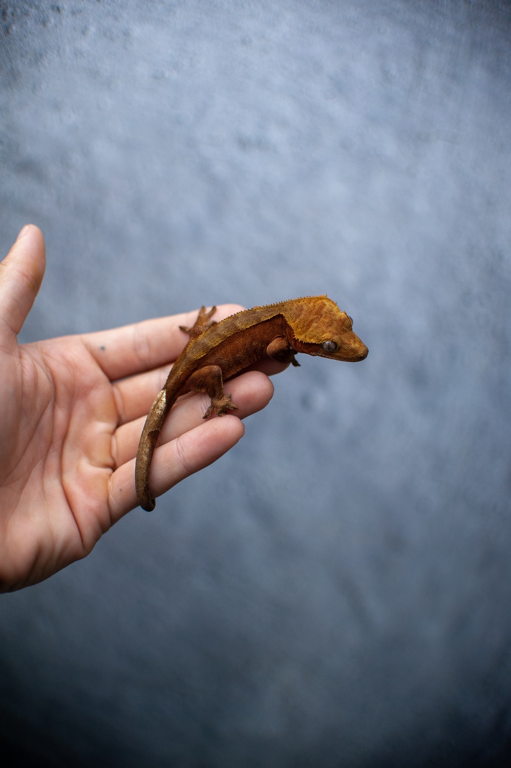 BiColor Crested Gecko by Robby's Reptiles - MorphMarket