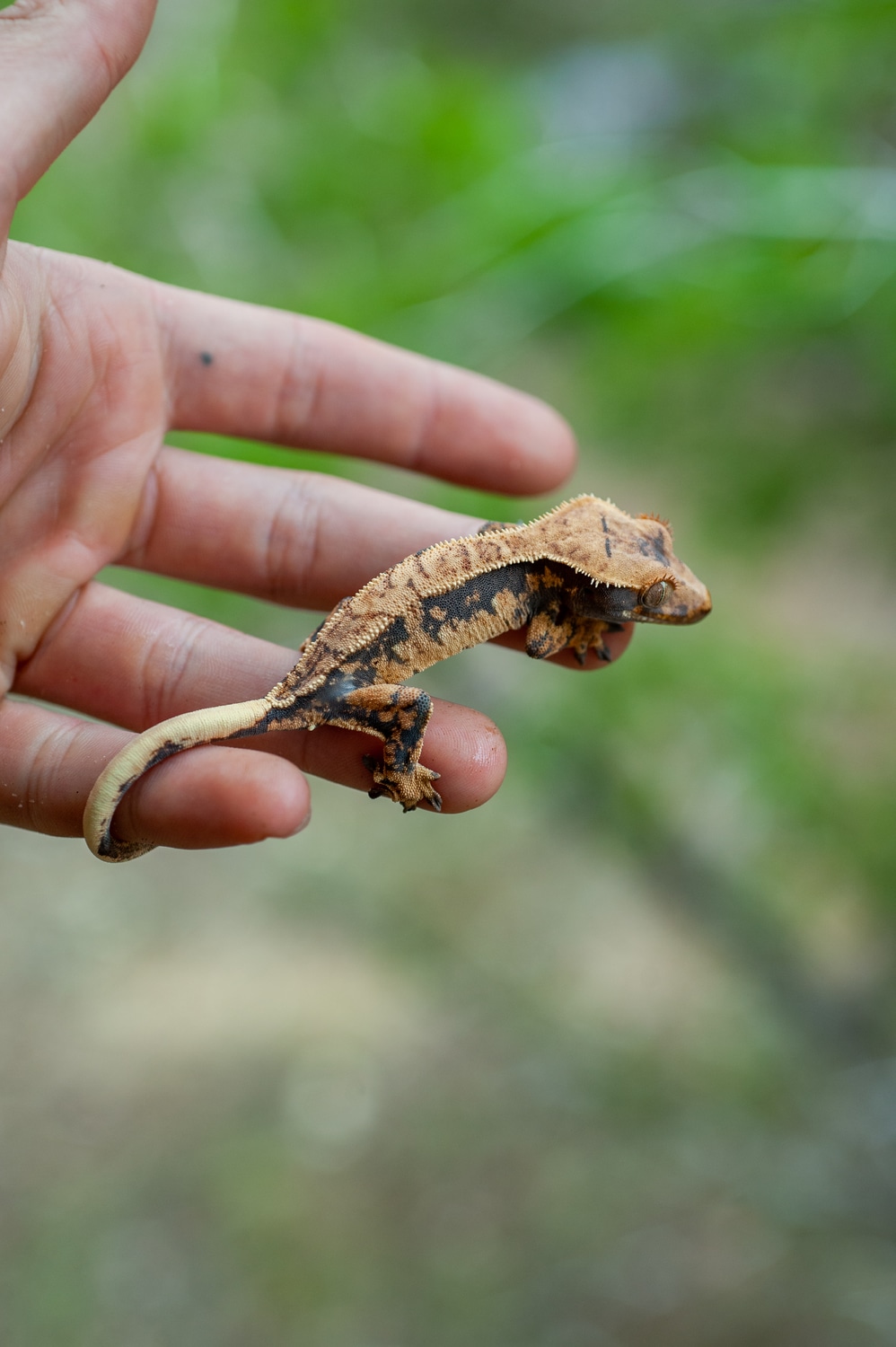 XXX Offspring Crested Gecko by Robby's Reptiles - MorphMarket