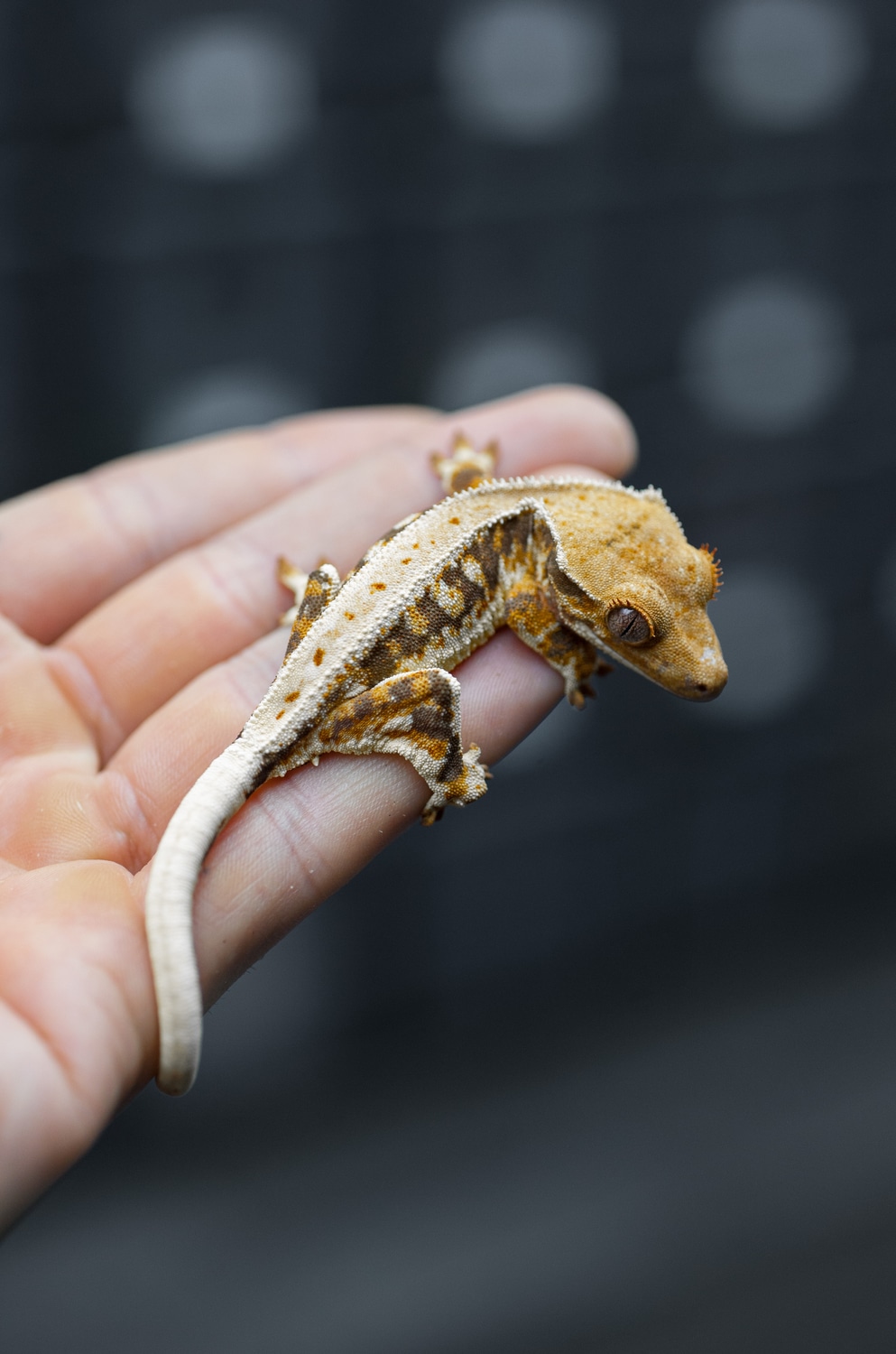 High Pattern Lilly Crested Gecko by Robby's Reptiles - MorphMarket