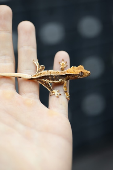 Tipped Crest Lilly Crested Gecko by Robby's Reptiles