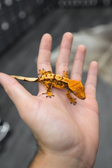 EXTREME Harlequin HIGH CONTRAST Crested Gecko by Robby's Reptiles
