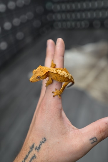 Yellow Bicolor Crested Gecko by Robby's Reptiles