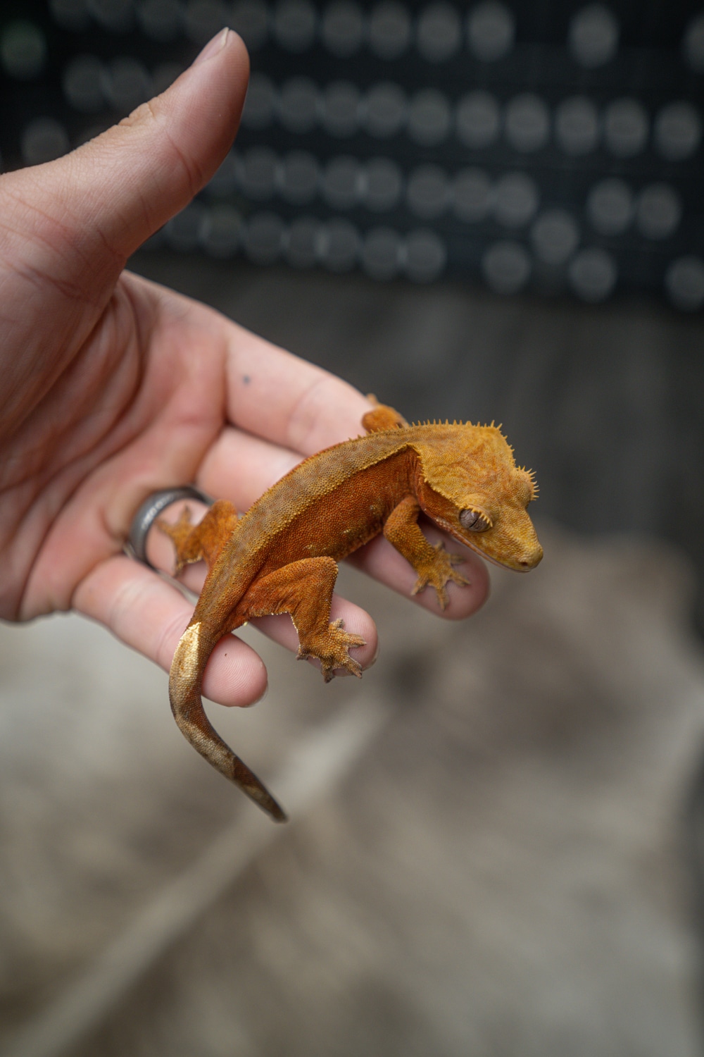 HONKY Red Phantom Crested Gecko by Robby's Reptiles - MorphMarket