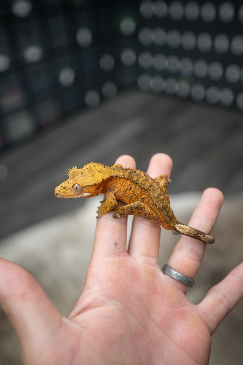 Tiger Dalmation Crested Gecko by Robby's Reptiles - MorphMarket