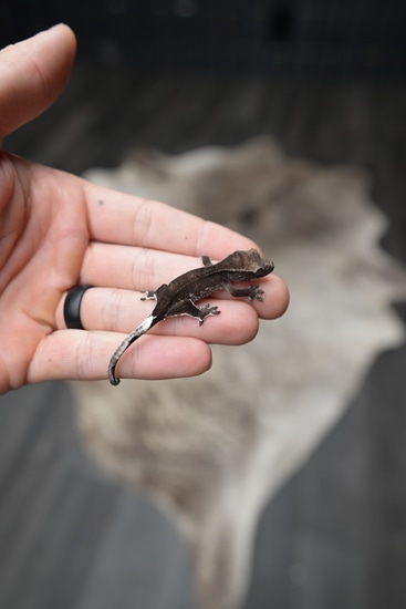 White Wall VIsual Axanthic Crested Gecko by Robby's Reptiles