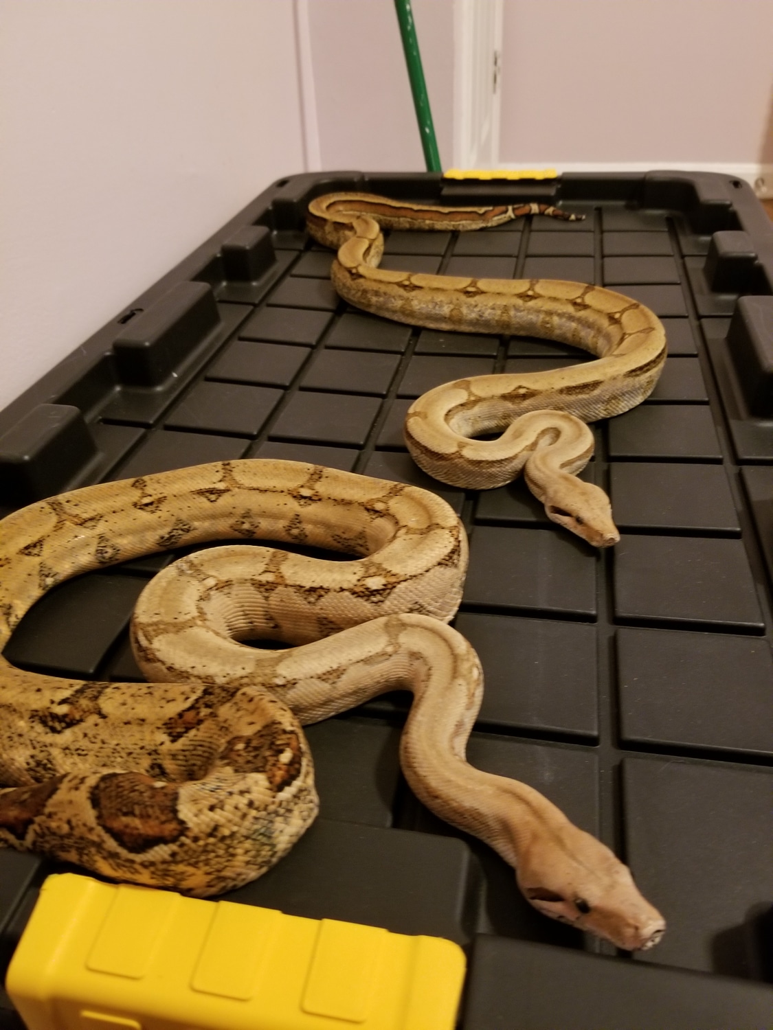 Fire Diamond Pair Boa Constrictor by Serpent Solutions - MorphMarket