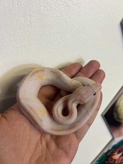 Super Banana Fire Pied Ball Python by Robbie’s reptiles