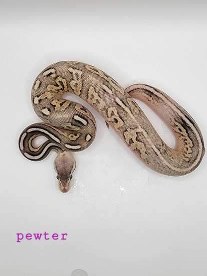 Pewter Ball Python by Robs Balls