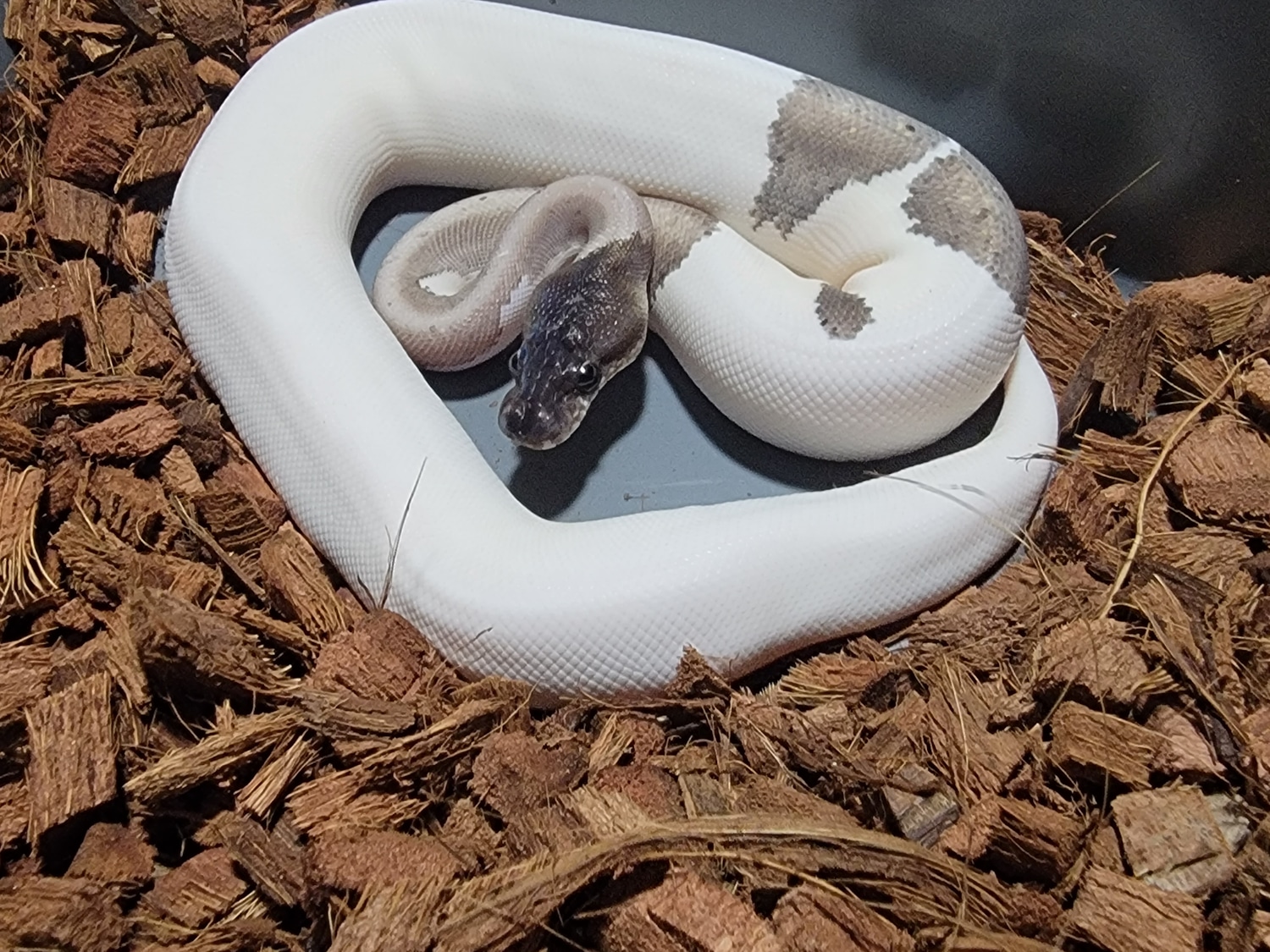 8ball/ Super Black Pastel Matter Ball Python by Robs Balls - MorphMarket
