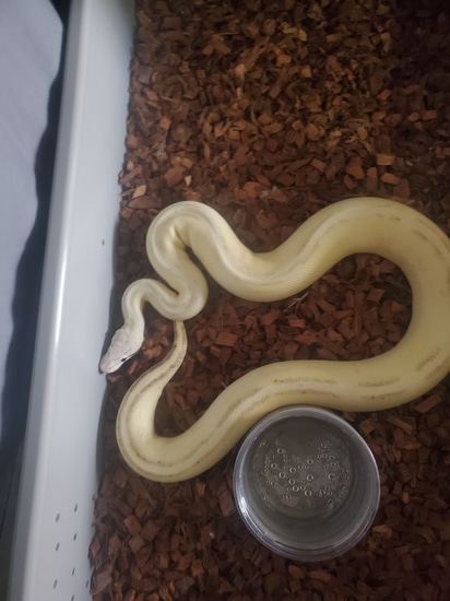 Pastel Puma Ball Python by East Texas Royals